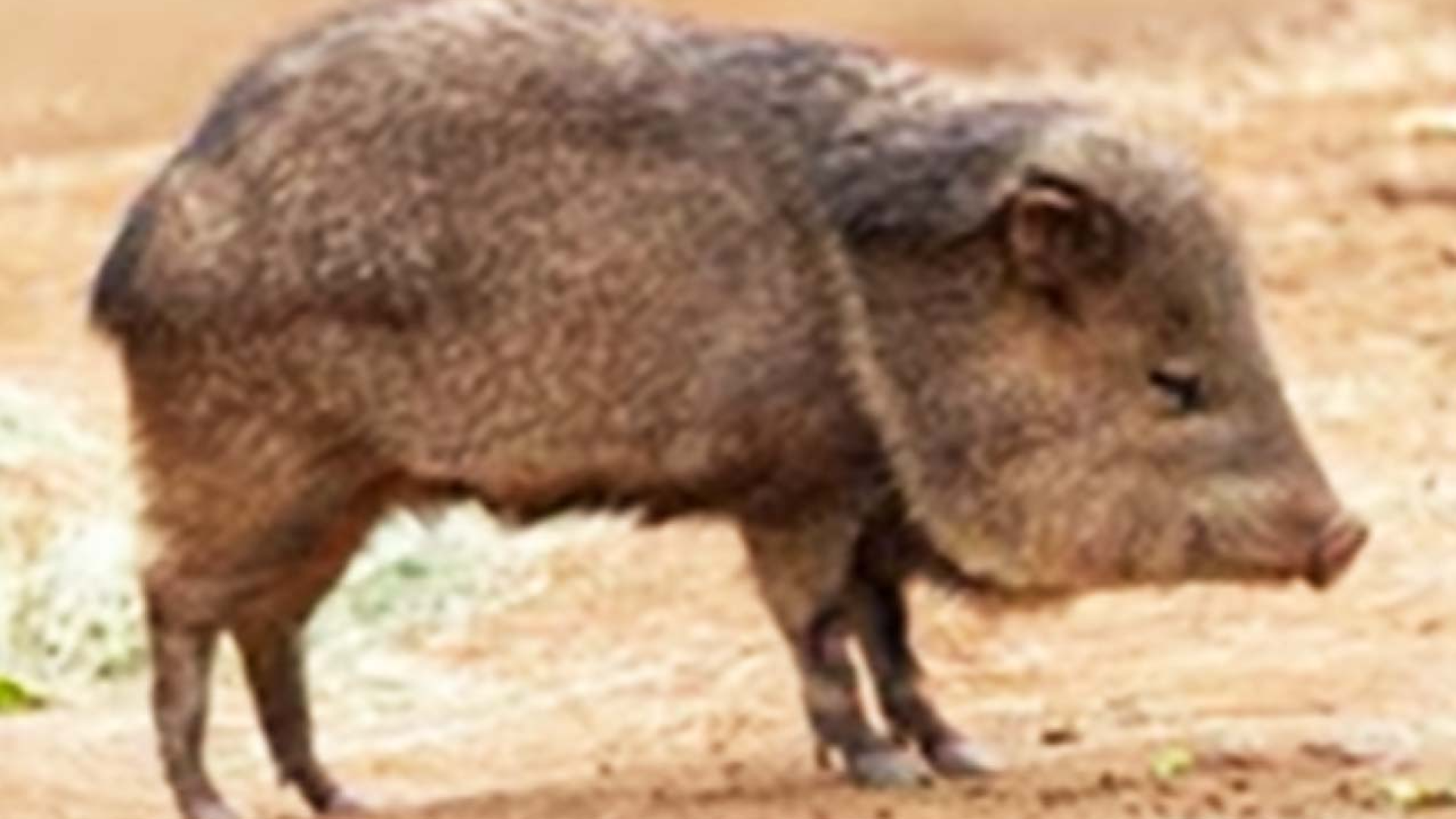 Javelinas Are The Cutest DESTROYERS Ever | Mom Can Now Recommend Tinder ...